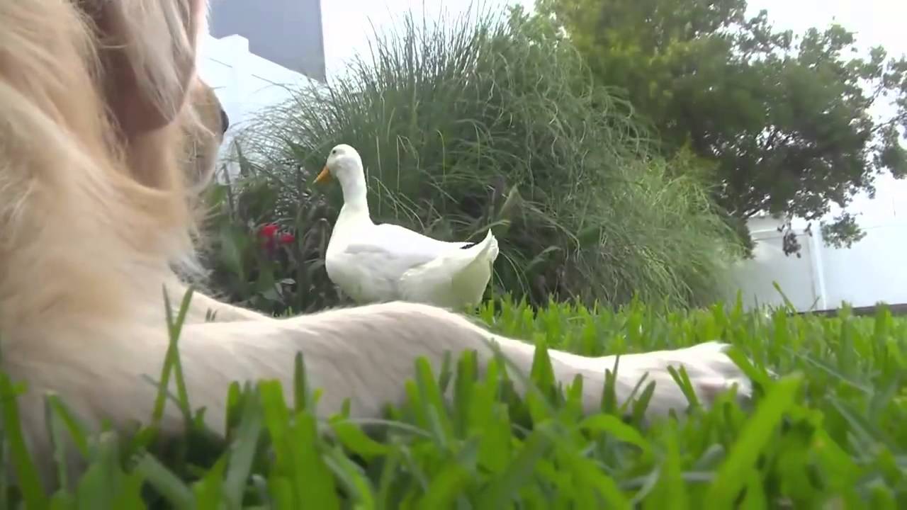 Mejores Amigos: Perro & Pato - Zeta 92.3